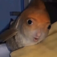 Karambit | Safari Mesh (Field-Tested) - Counter-Strike 2 - Skinport