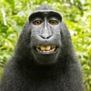 Stinky Monkey | Steam ID:76561198066912425 - Check Your Steam Id Using ...