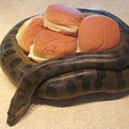 ... --- -- . -... --- -.. -.-- / --- -. -.-. . / - --- .-.. -.. / -- . 