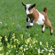 Cobalt Lab - #1 Rust & Crypto Gaming Site