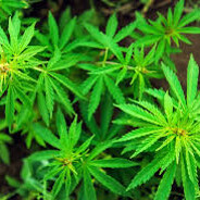 Claim 2 Free CS2 Winners Cases + $1 Bonus for New Users