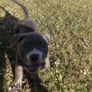 Bayonet | Fade (Factory New) - Counter-Strike 2 - Skinport